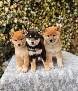 Shiba Inu stenci