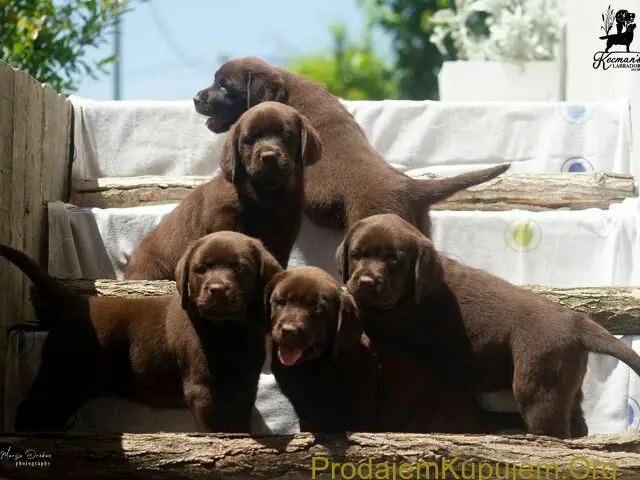 Labrador Retriver štenci