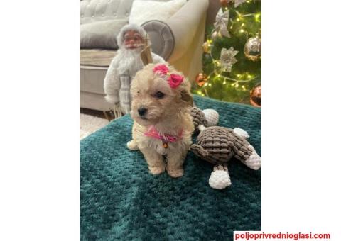 Maltipoo prelepi stenci + POKLON