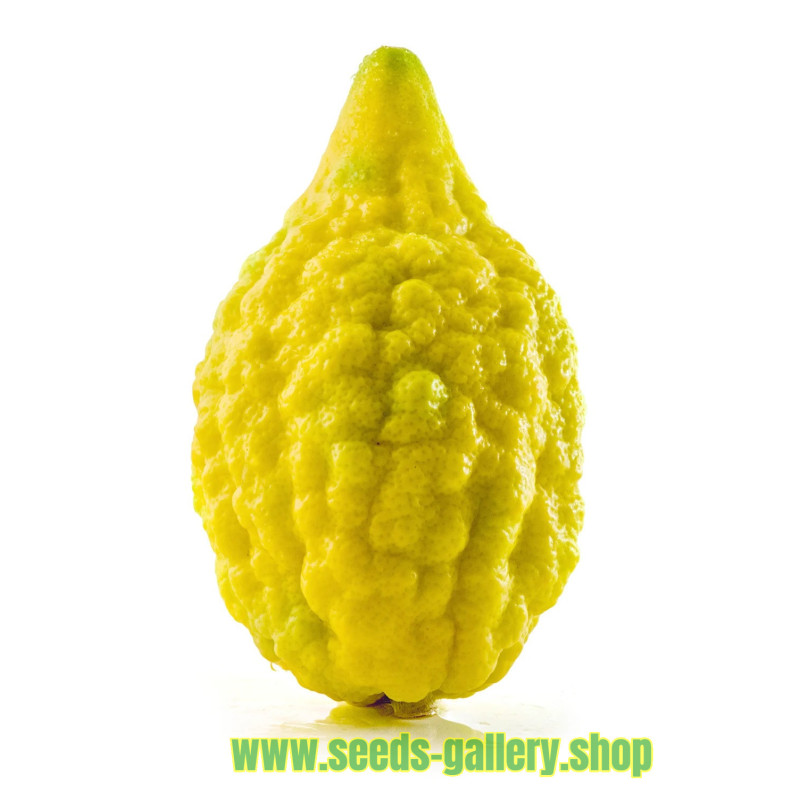 Etrog citron sjemenke