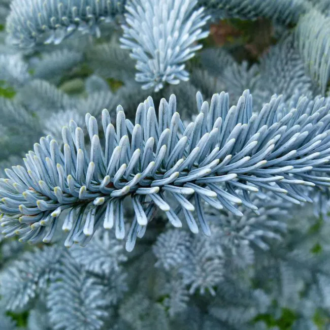 Abies Procera Glauca