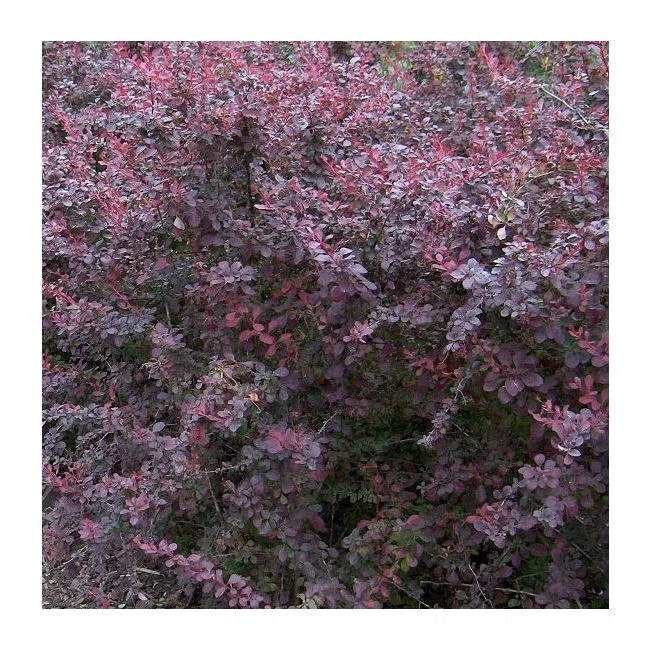 Berberis Atropurpurea