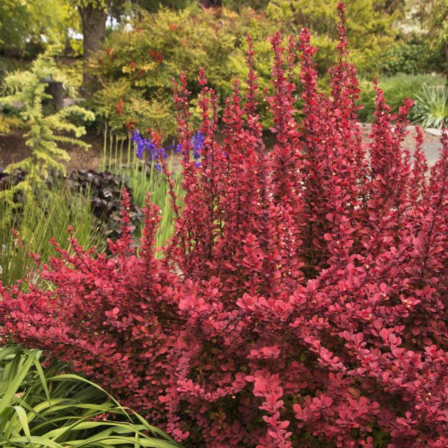 Berberis Red Rocket