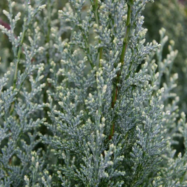 Chamaecyparis lawsoniana 'White Spot'