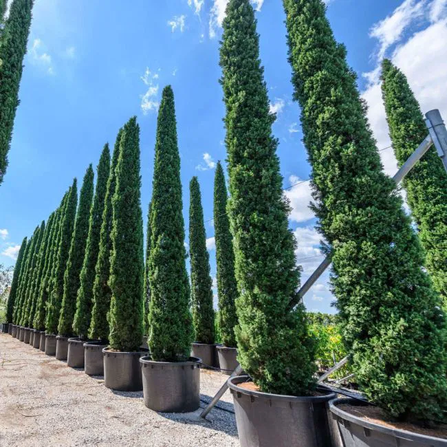 Cupressus Sempervirens Garda