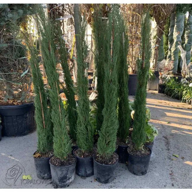 Cupressus sempervirens Pyramidalis