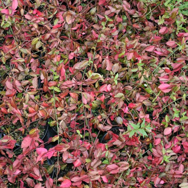 Euonymus fortunei Coloratus