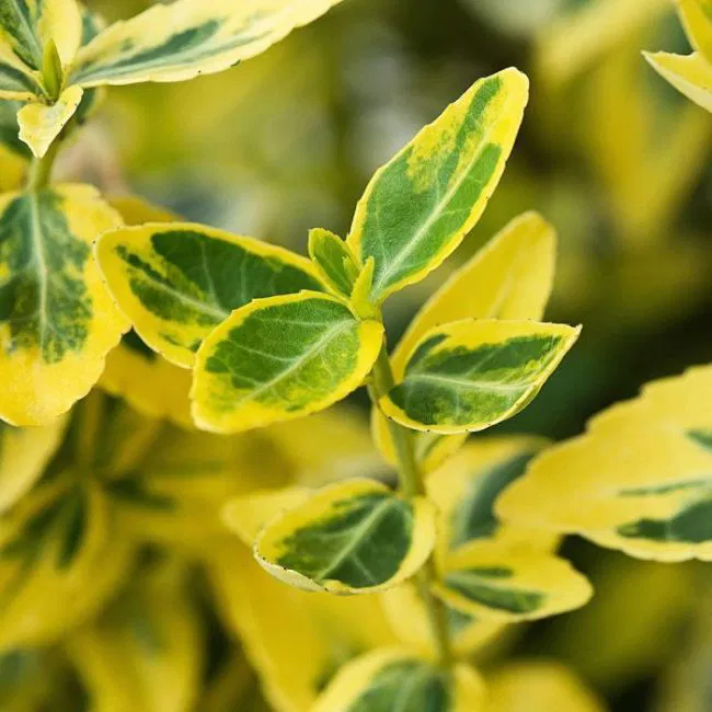 Euonymus fortunei Emerald'n' Gold