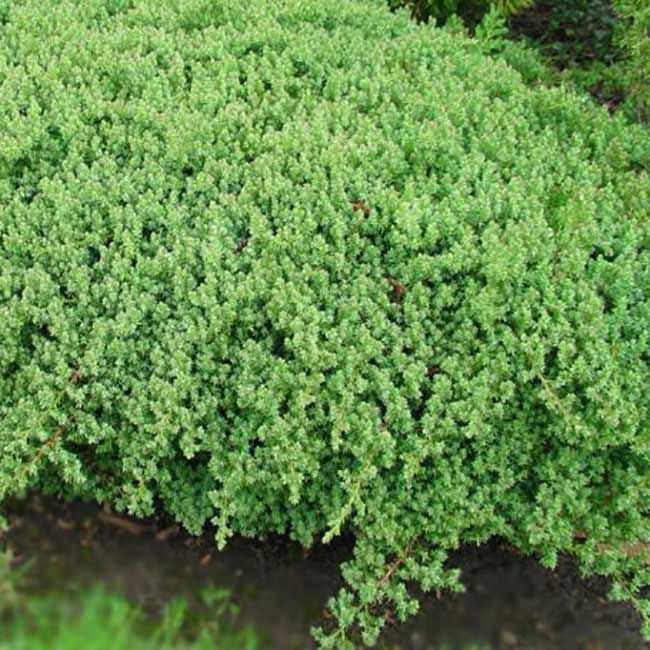 Juniperus con. Schlager