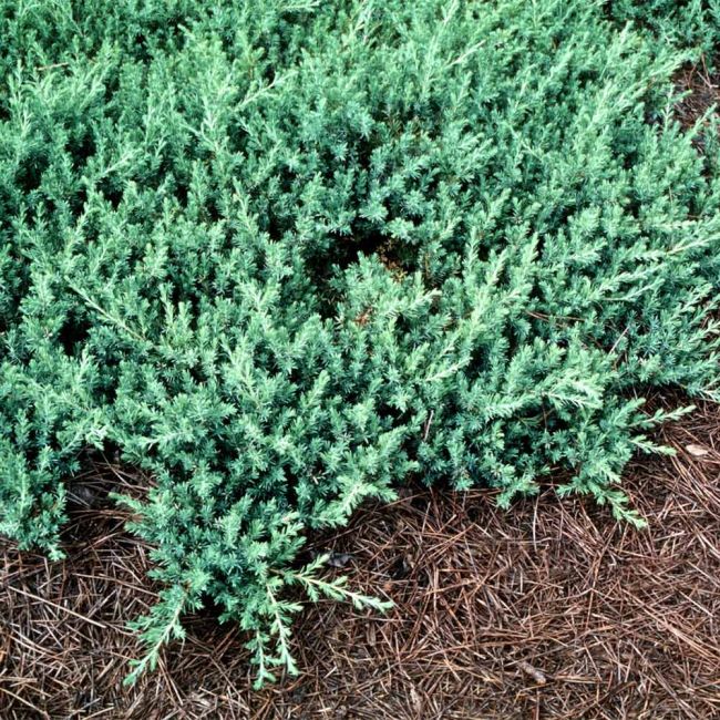 Juniperus conferta Blue Pacific