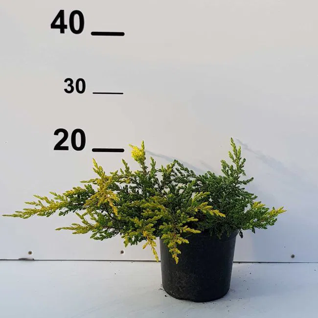 Juniperus Goldschatz