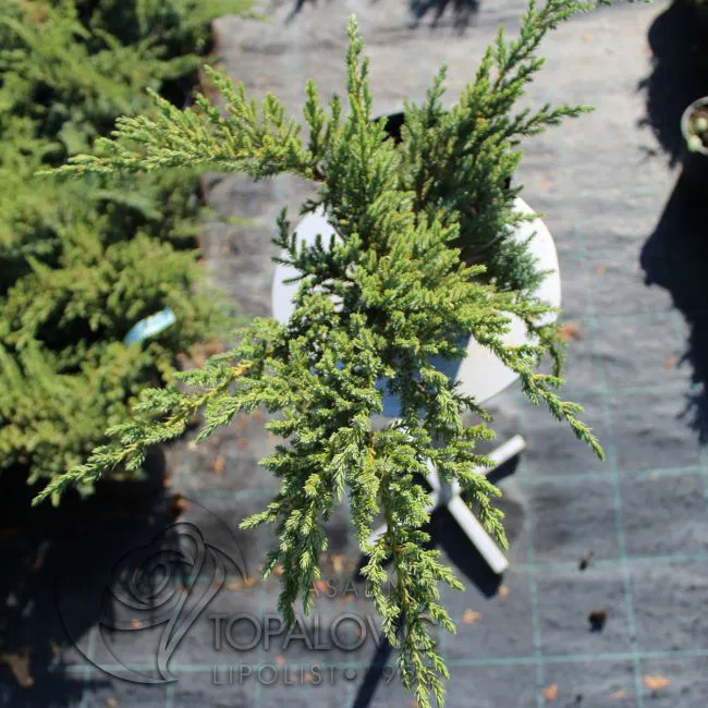 Juniperus Little Joanna