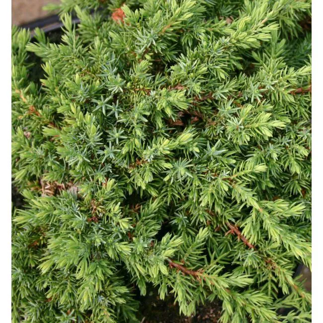 Juniperus Repanda