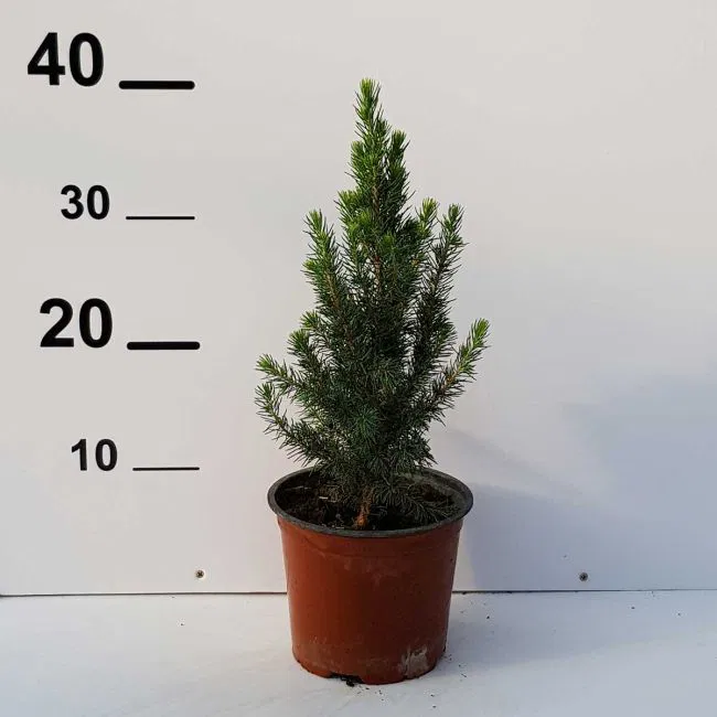 Picea glauca Conica