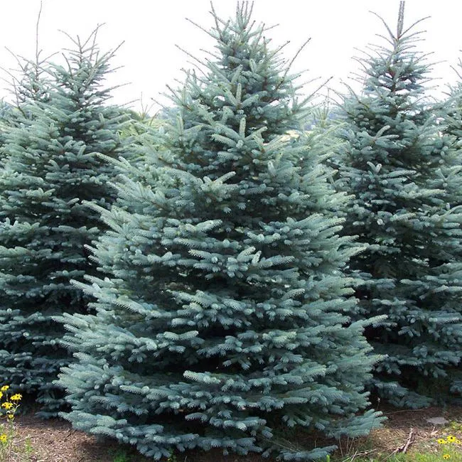 Picea pungens Glauca