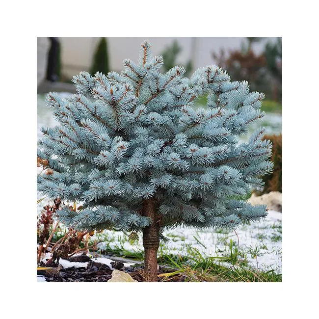 Picea pungens Glauca Globosa