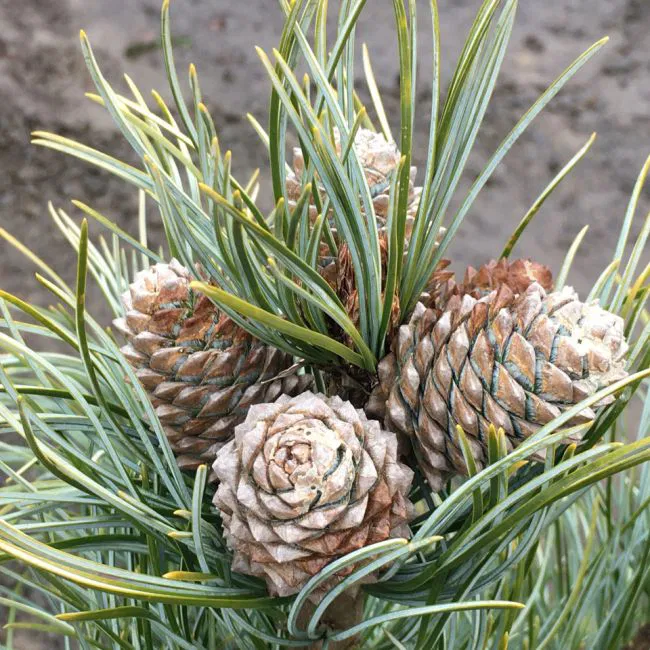 Pinus Koraiensis. Silveray