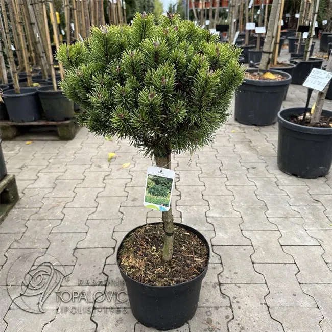 Pinus mugo Mops