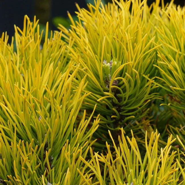 Pinus mugo Winter Gold