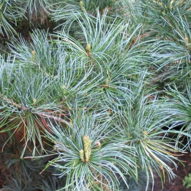 Pinus parviflora Tempelhof