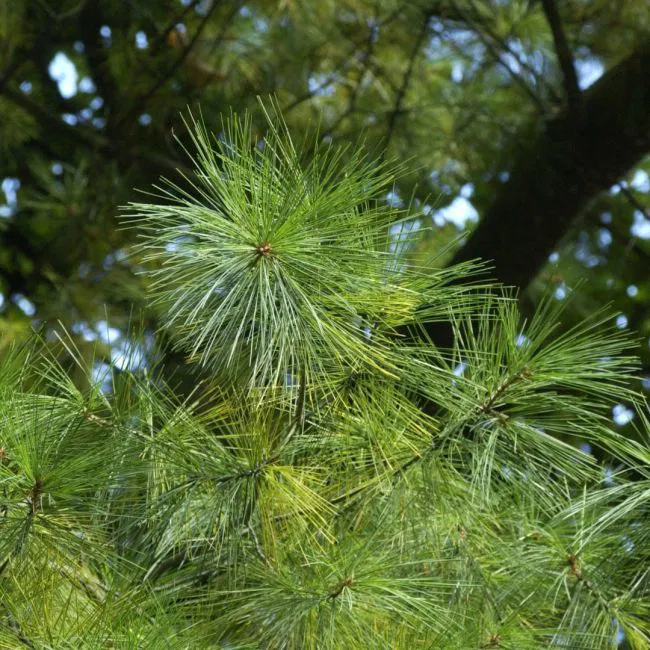 Pinus strobus