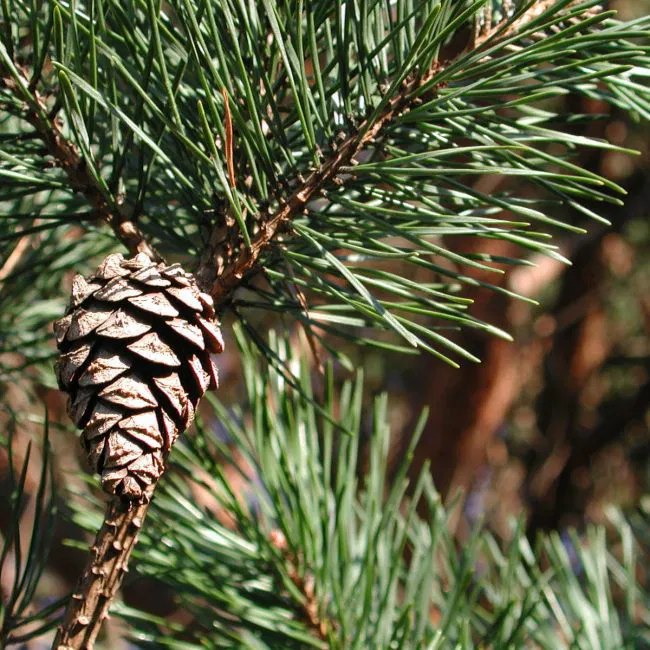 Pinus Sylvestris