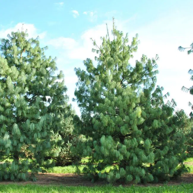 Pinus Wallichiana