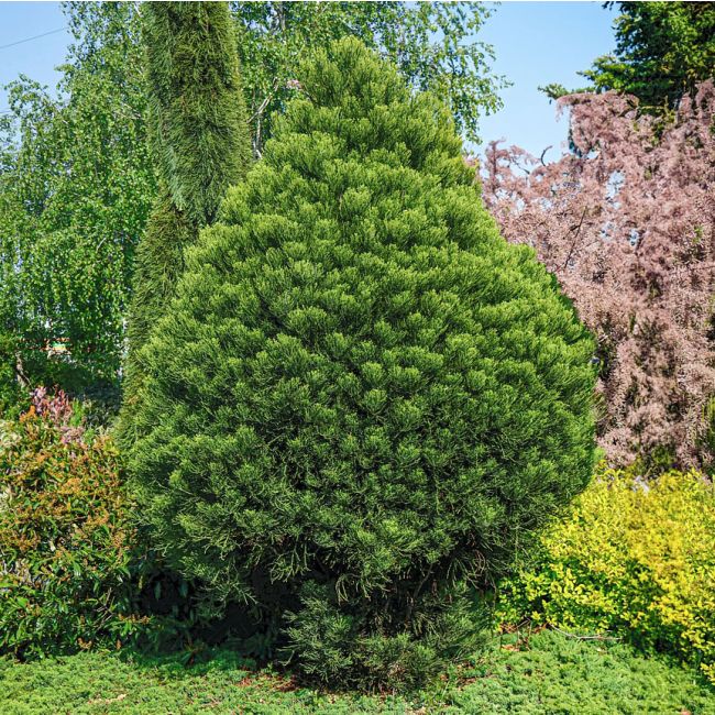 Sequoiadendron giganteum HEALTHY MAMMOTH TWO