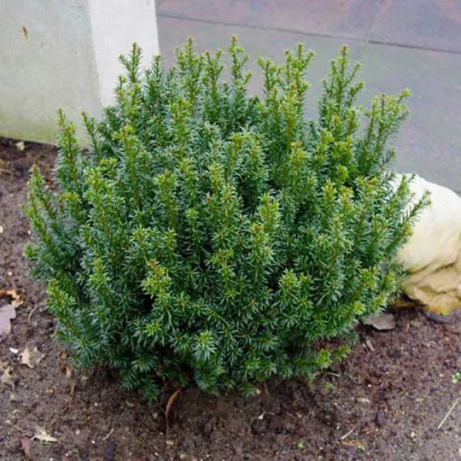 Taxus baccata Anna