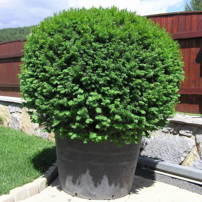 Taxus baccata Kugla