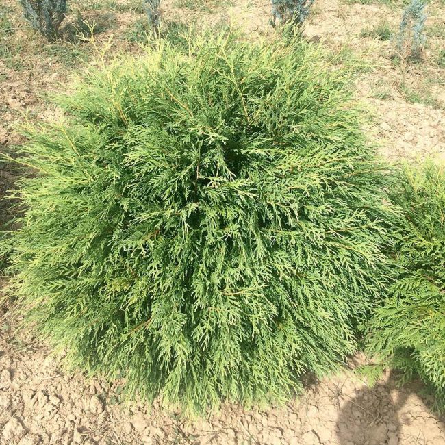 Thuja Little Champion