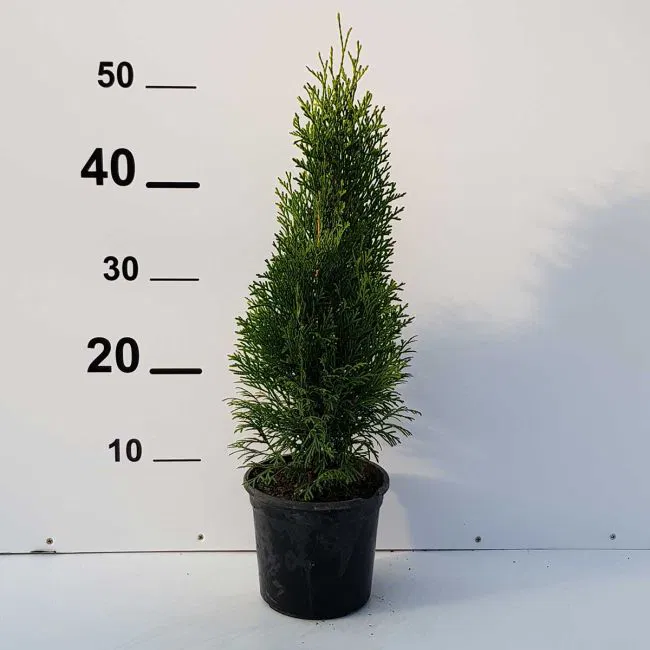 Thuja Smaragd