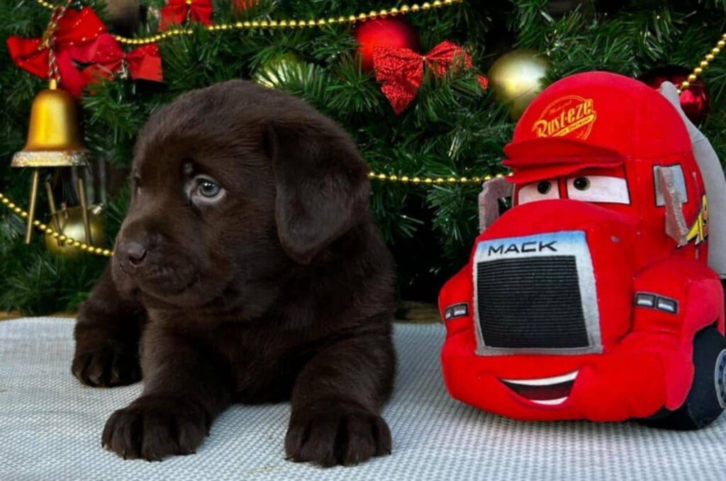 Izuzetna cokoladna štenad Labrador retrivera oštenjena 2. novembra