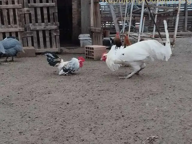 Cena na upit
Poljoprivredno gazdinstvo Pro Farm Leskovac