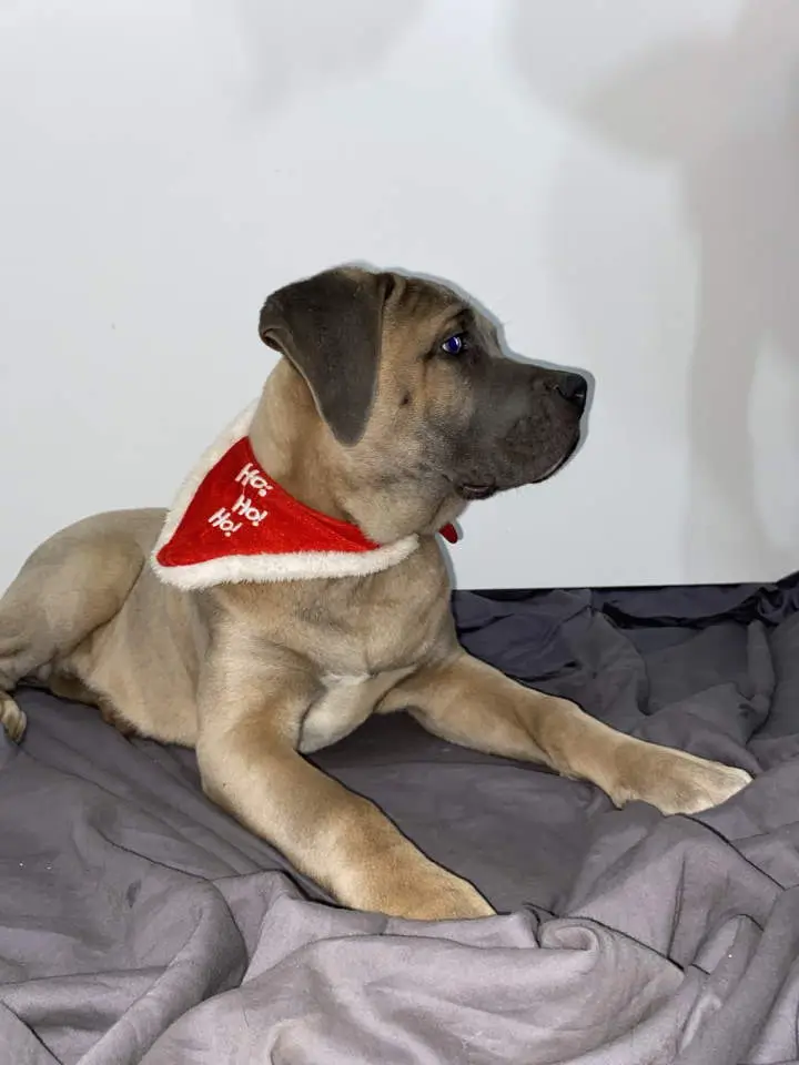 Dostupni stenci Cane Corso