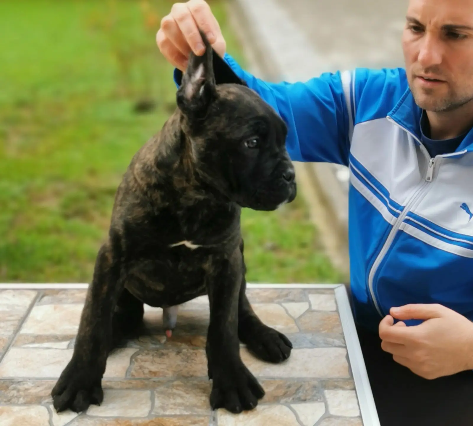 Cane Corso Kane Korso TOP KVALITET