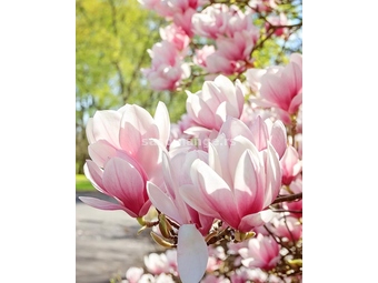 Magnolia soulangeana 'Alexandrina'