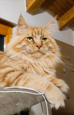 Maine Coon, odrasla mačka