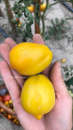 Paradajz Limun, Lemon plum paradajz, seme