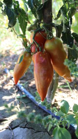 Paradajz paprika, pelat paradajz Jersey Devil, seme