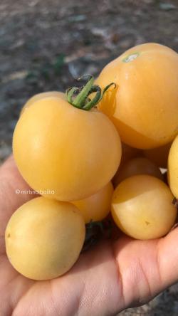 Paradajz Baštenska breskva, Garden Peach, seme