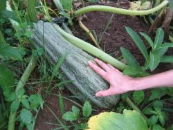 Romanesco Tikvica seme