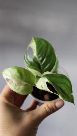 Epipremnum Pinnatum Marble variegata