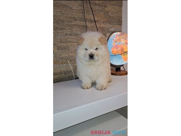 Chow chow