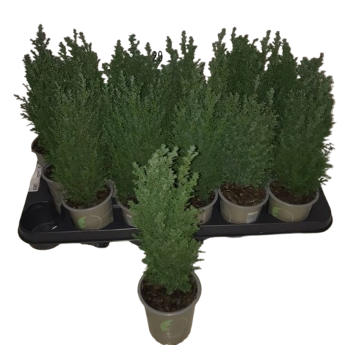 Chamaecyparis lawsoniana “Ellwoodii blue” 30cm