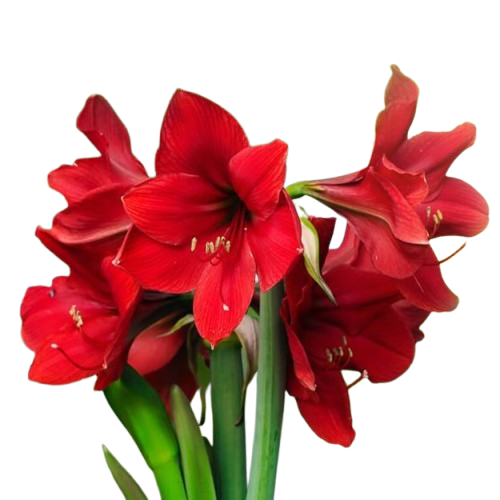 SAKS HIPPEASTRUM