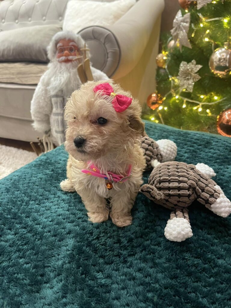 Maltipoo prelepi stenci + POKLON