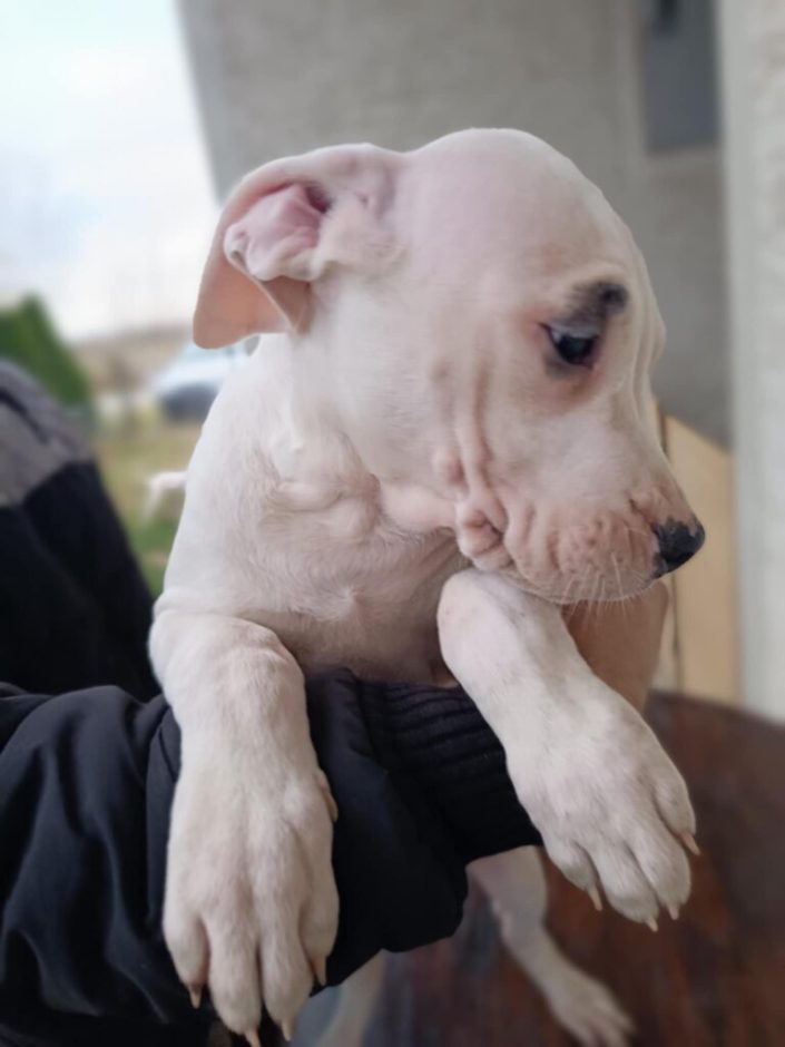 Dogo argentino štenci