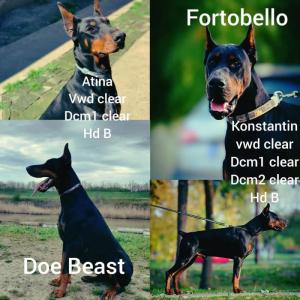 DOBERMAN STENCI