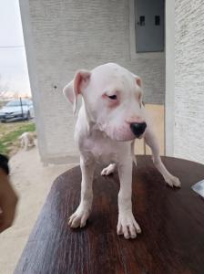 DOGO ARGENTINO ŠTENCI